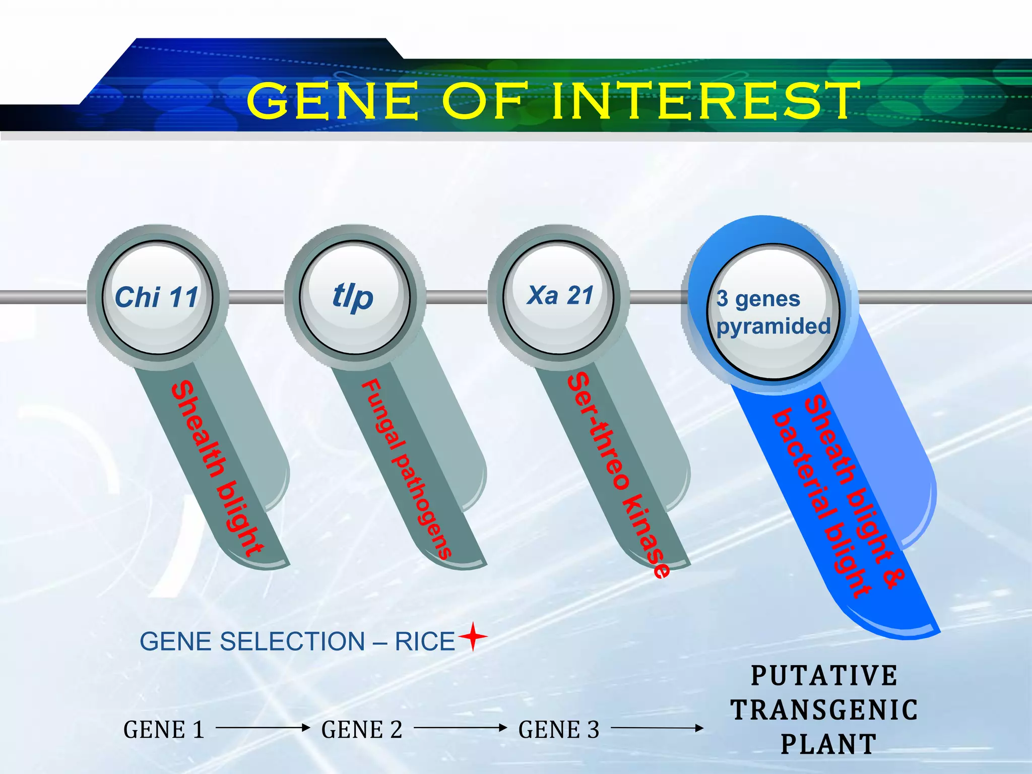 Genepyramiding for biotic resistance | PPT