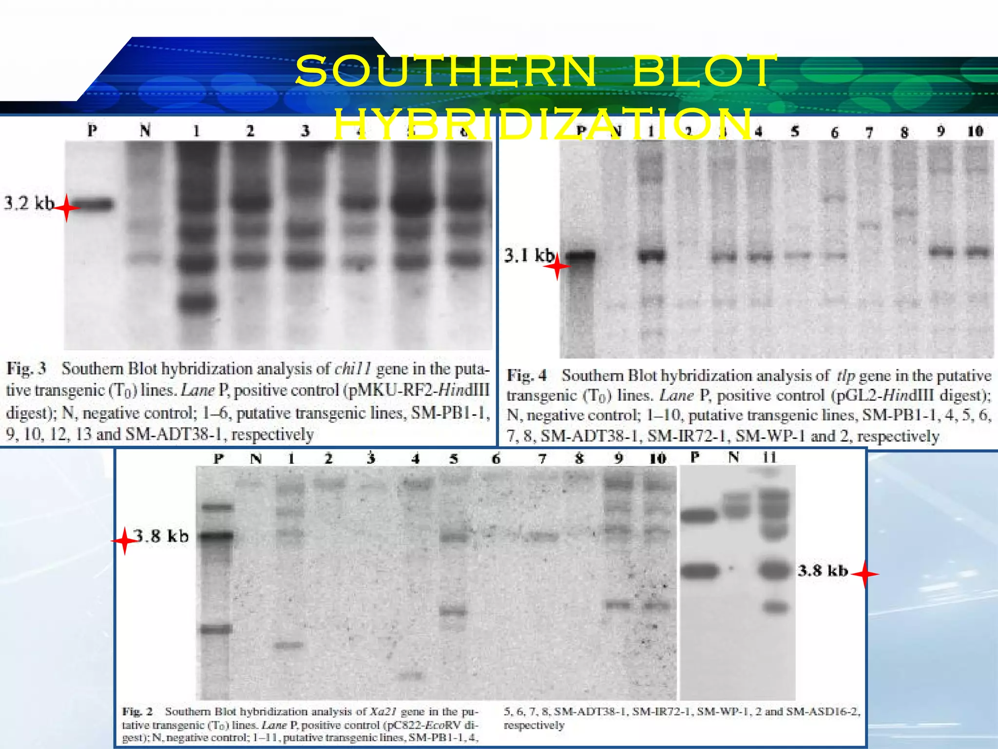Genepyramiding for biotic resistance | PPT