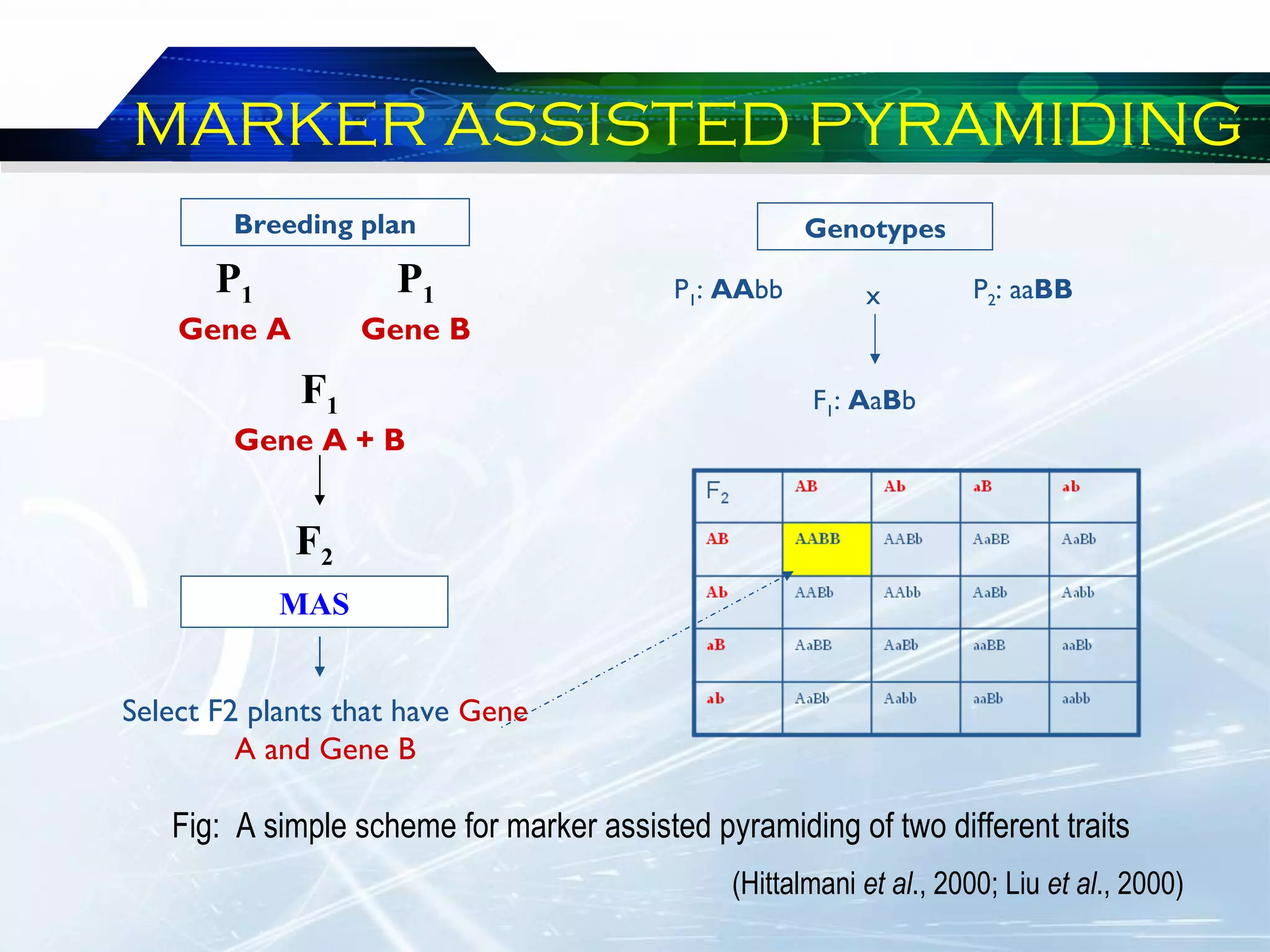 Genepyramiding for biotic resistance | PPT