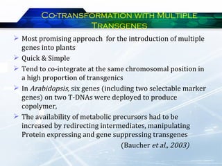 Genepyramiding for biotic resistance | PPT