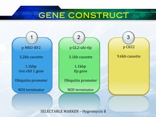Genepyramiding for biotic resistance | PPT
