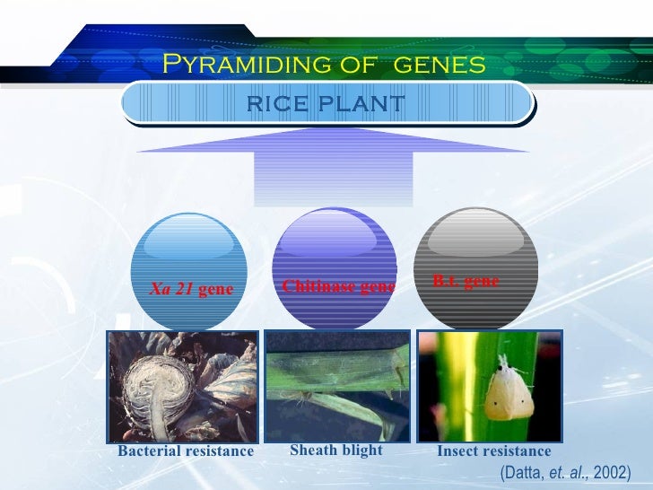 Genepyramiding for biotic resistance