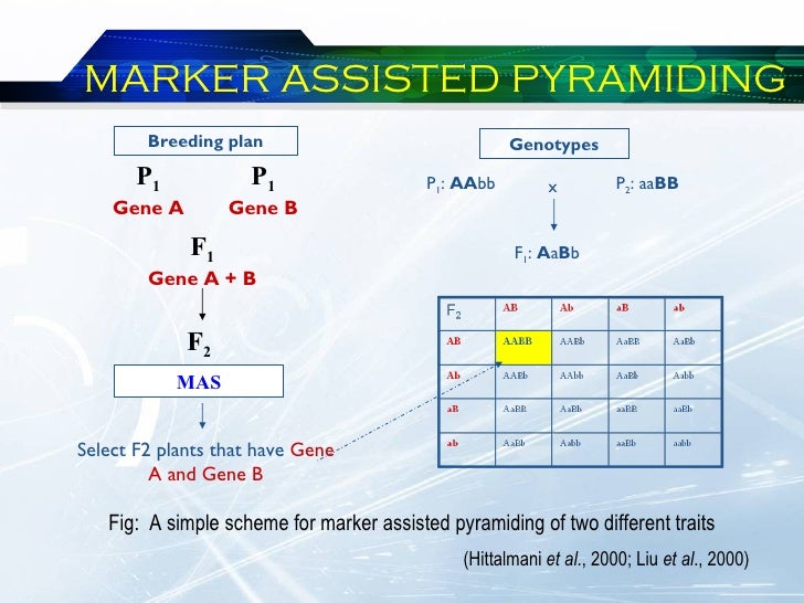 Genepyramiding for biotic resistance