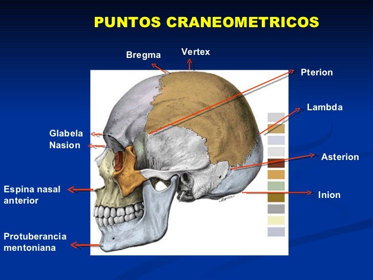 Sistema Osteoarticular 11-I