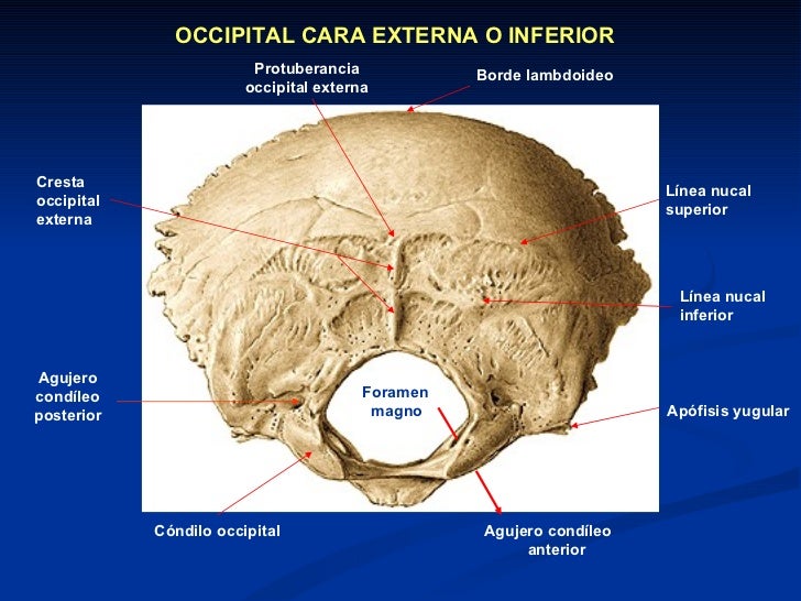 Sistema Osteoarticular 11-I