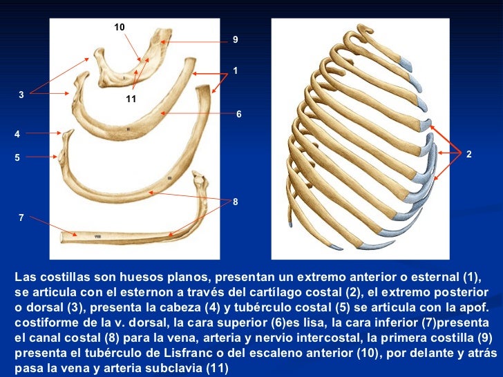Sistema Osteoarticular 11-I