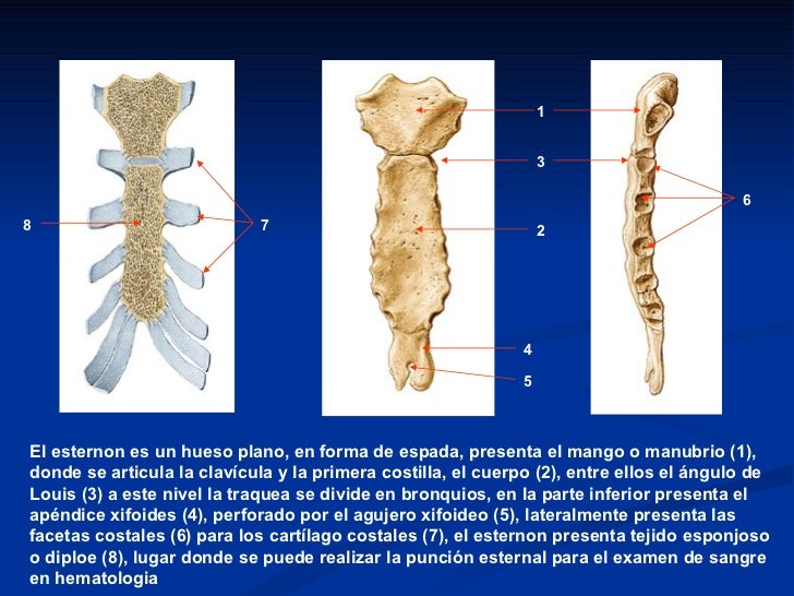 Sistema Osteoarticular 11-I