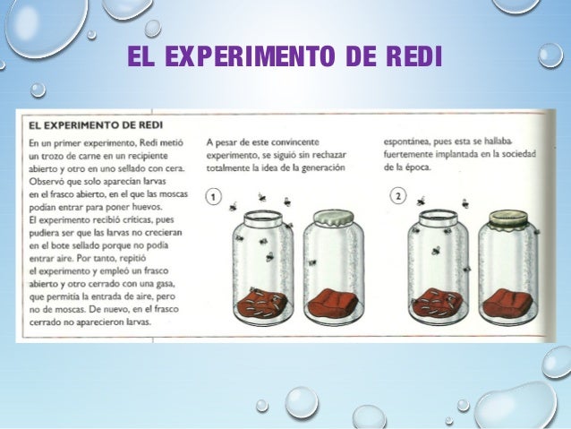 Generacionespontanea