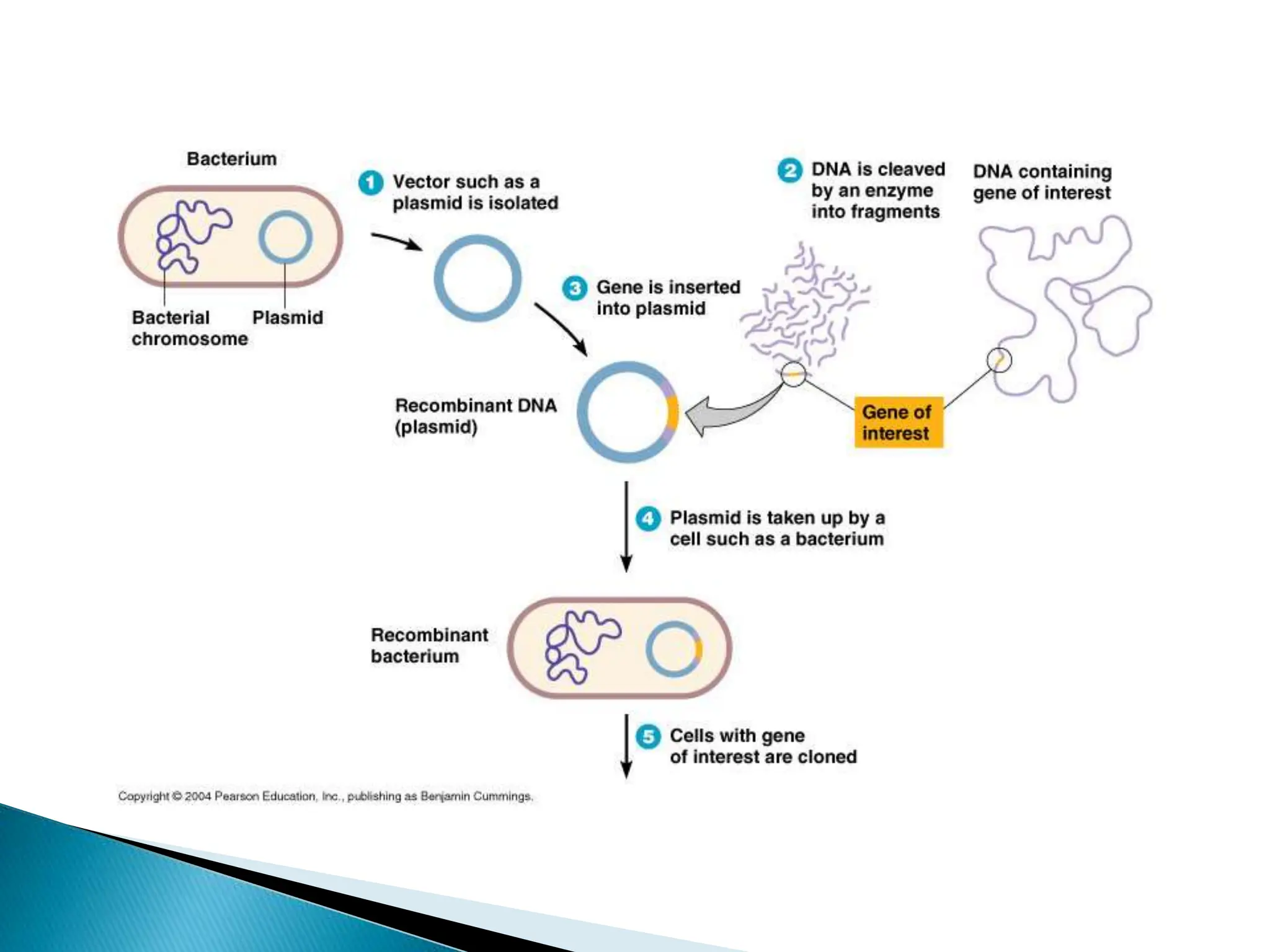 General-Biology-2___Recombinant-DNA.pptx