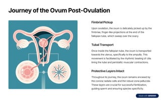 General-Embryology-The-Ovum inbiology.pdf