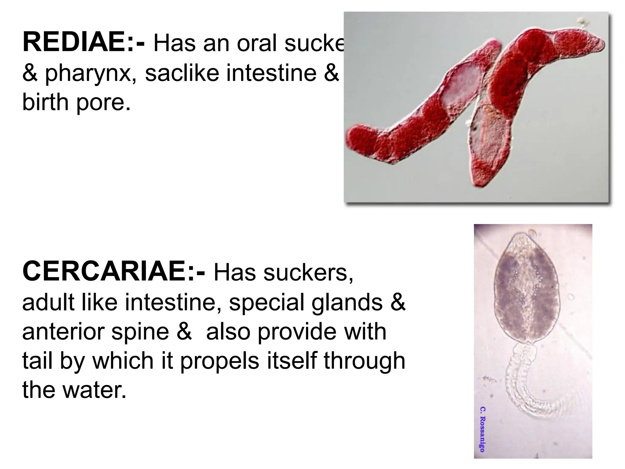Life-cycle-of-trematodes which will enrich your knowledge if you are ...