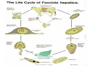 Life-cycle-of-trematodes which will enrich your knowledge if you are ...