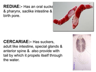 Life-cycle-of-trematodes which will enrich your knowledge if you are ...