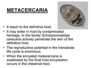 Life-cycle-of-trematodes which will enrich your knowledge if you are ...