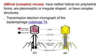 General account of virus | PPTX | Infectious Diseases | Diseases and ...