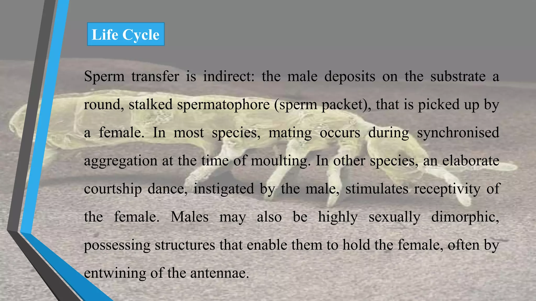 Insect order Collembola | Springtails | PPTX