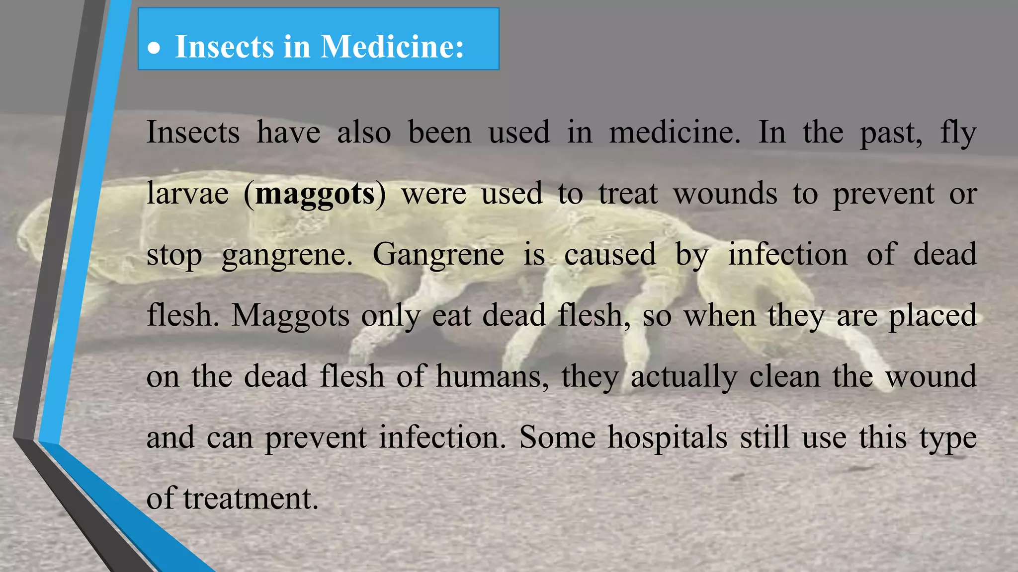 Insect order Collembola | Springtails | PPTX