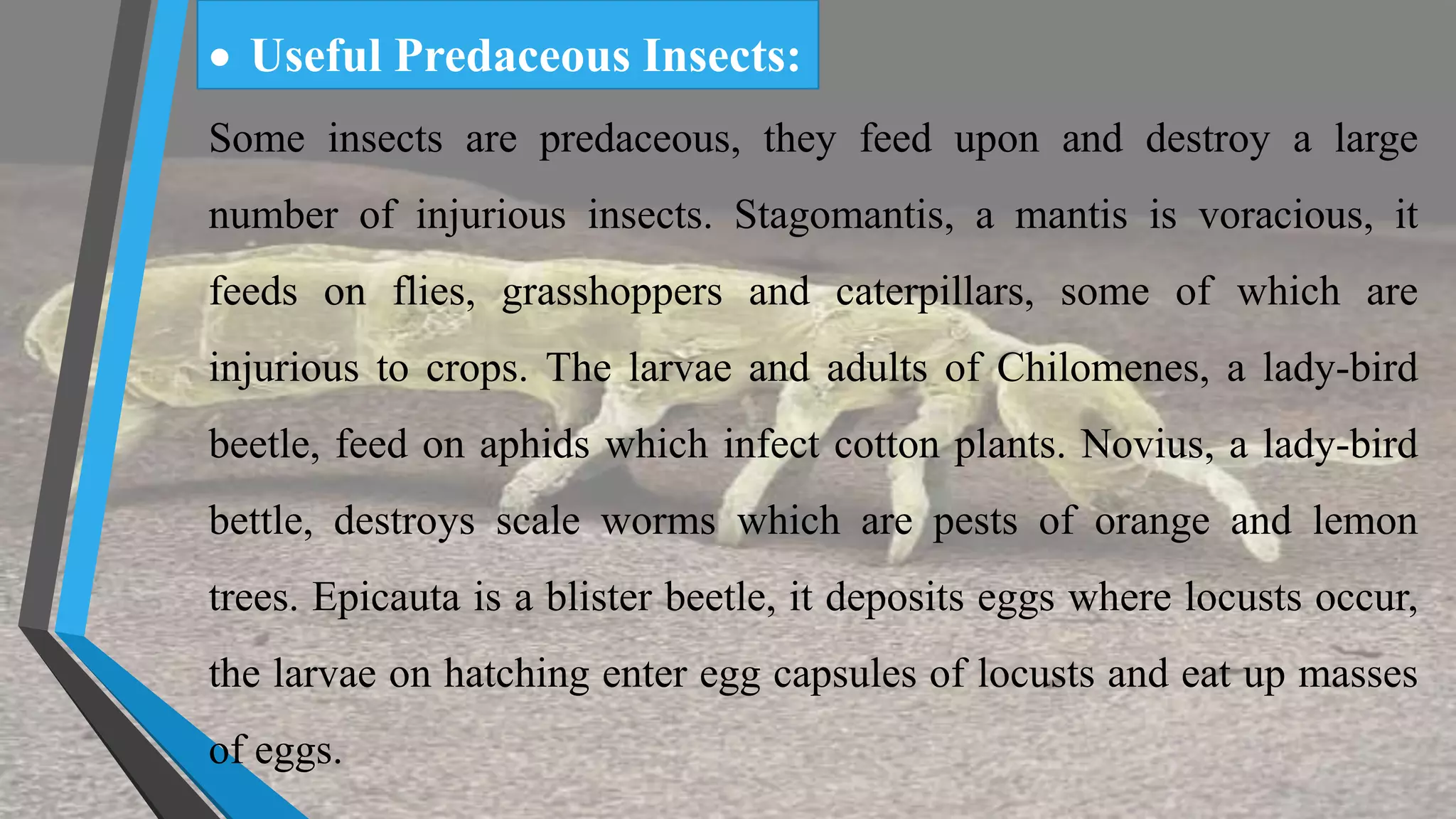 Insect order Collembola | Springtails | PPTX