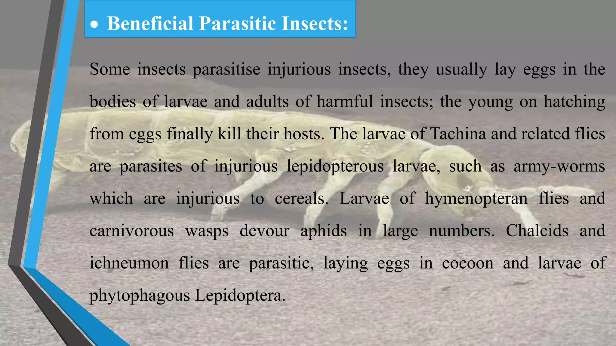 Insect order Collembola | Springtails | PPTX