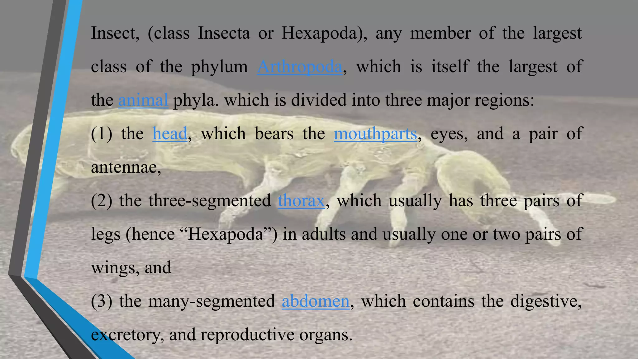 Insect order Collembola | Springtails | PPTX