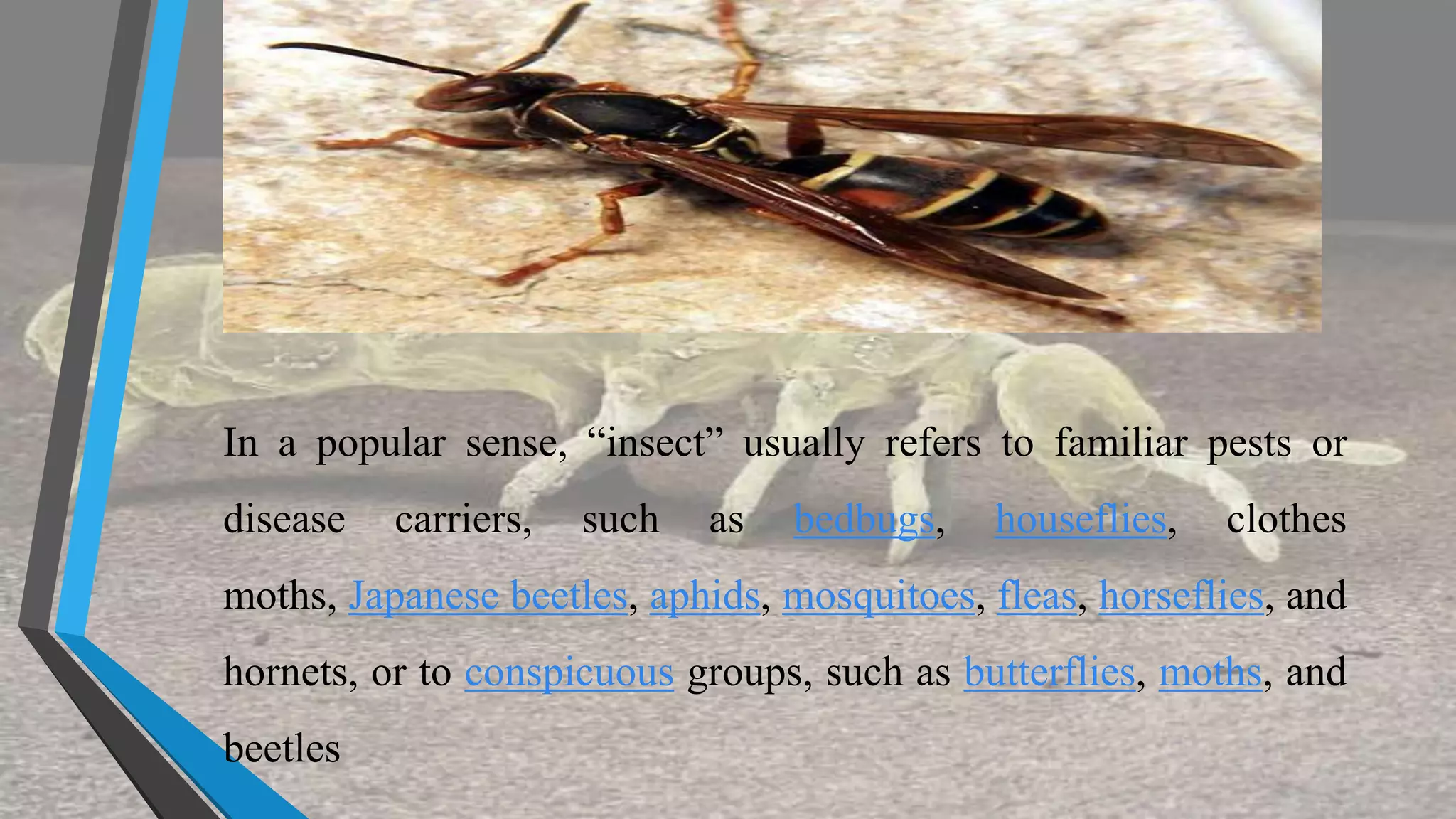 Insect order Collembola | Springtails | PPTX