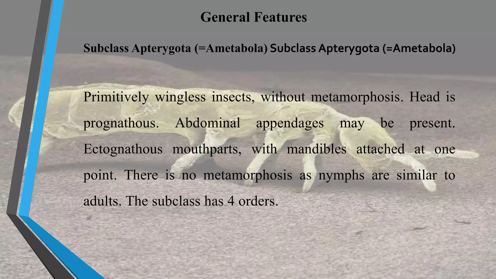 Insect order Collembola | Springtails | PPTX