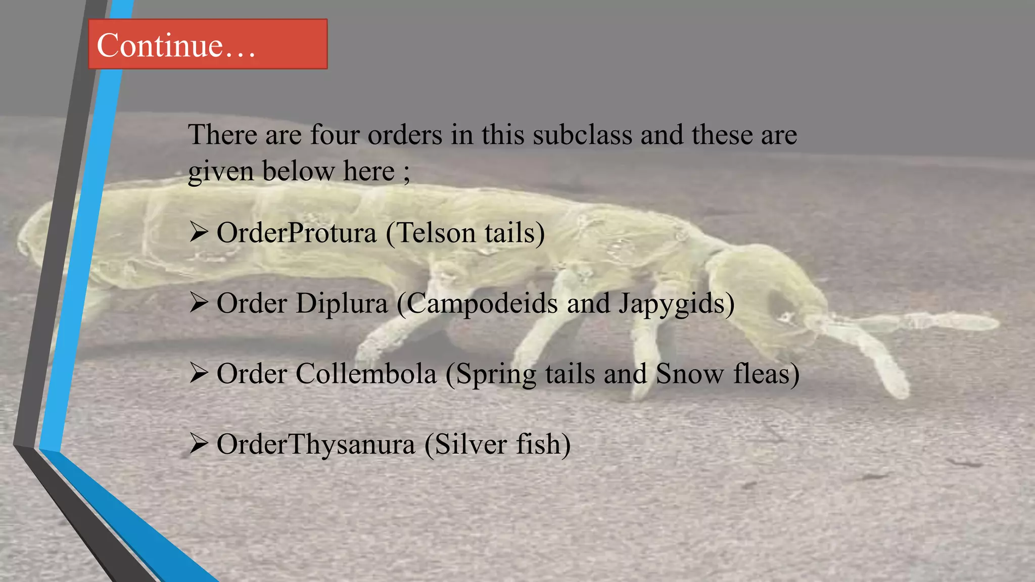 Insect order Collembola | Springtails | PPTX