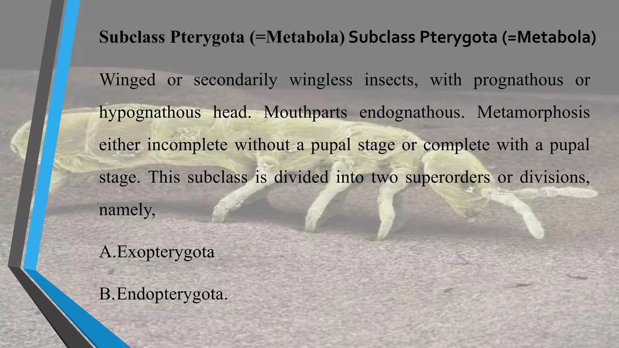 Insect order Collembola | Springtails | PPTX