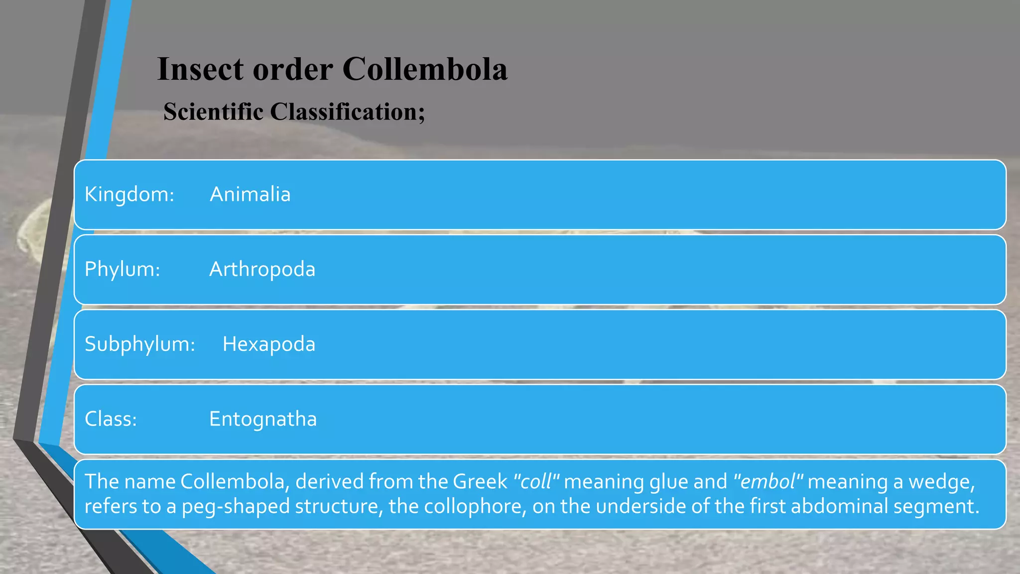 Insect order Collembola | Springtails | PPTX