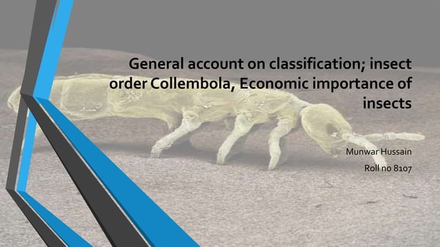 Insect order Collembola | Springtails | PPTX | Birdwatching | Hobbies ...