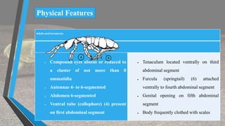 Insect order Collembola | Springtails | PPTX