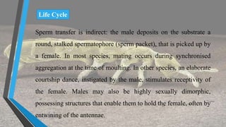 Insect order Collembola | Springtails | PPTX