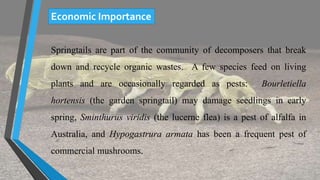 Insect order Collembola | Springtails | PPTX