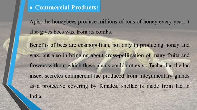 Insect order Collembola | Springtails | PPTX | Birdwatching | Hobbies ...