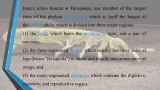 Insect order Collembola | Springtails | PPTX