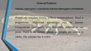 Insect order Collembola | Springtails | PPTX