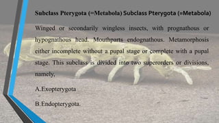 Insect order Collembola | Springtails | PPTX