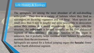 Insect order Collembola | Springtails | PPTX | Birdwatching | Hobbies ...