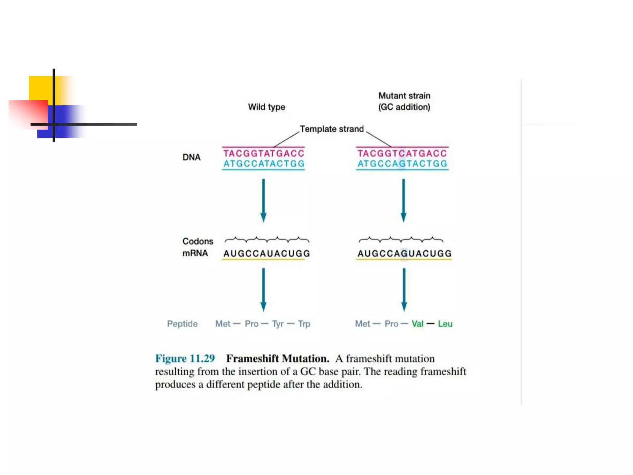 General account on Mutation and its types.ppt