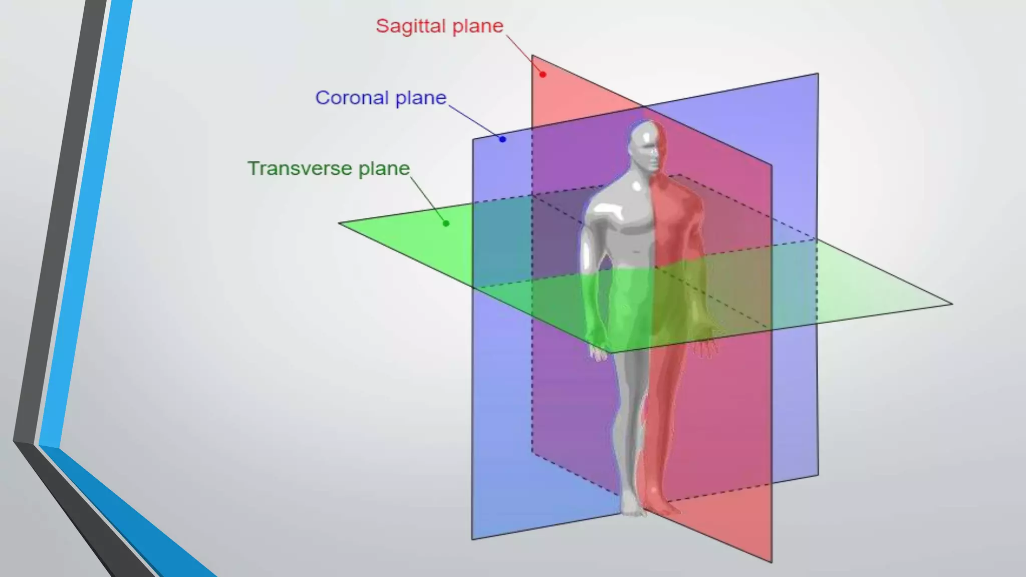 Introduction to Anatomy & Physiology | PPTX