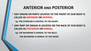 Introduction to Anatomy & Physiology | PPTX