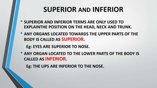 Introduction to Anatomy & Physiology | PPTX | Lung and Respiratory ...