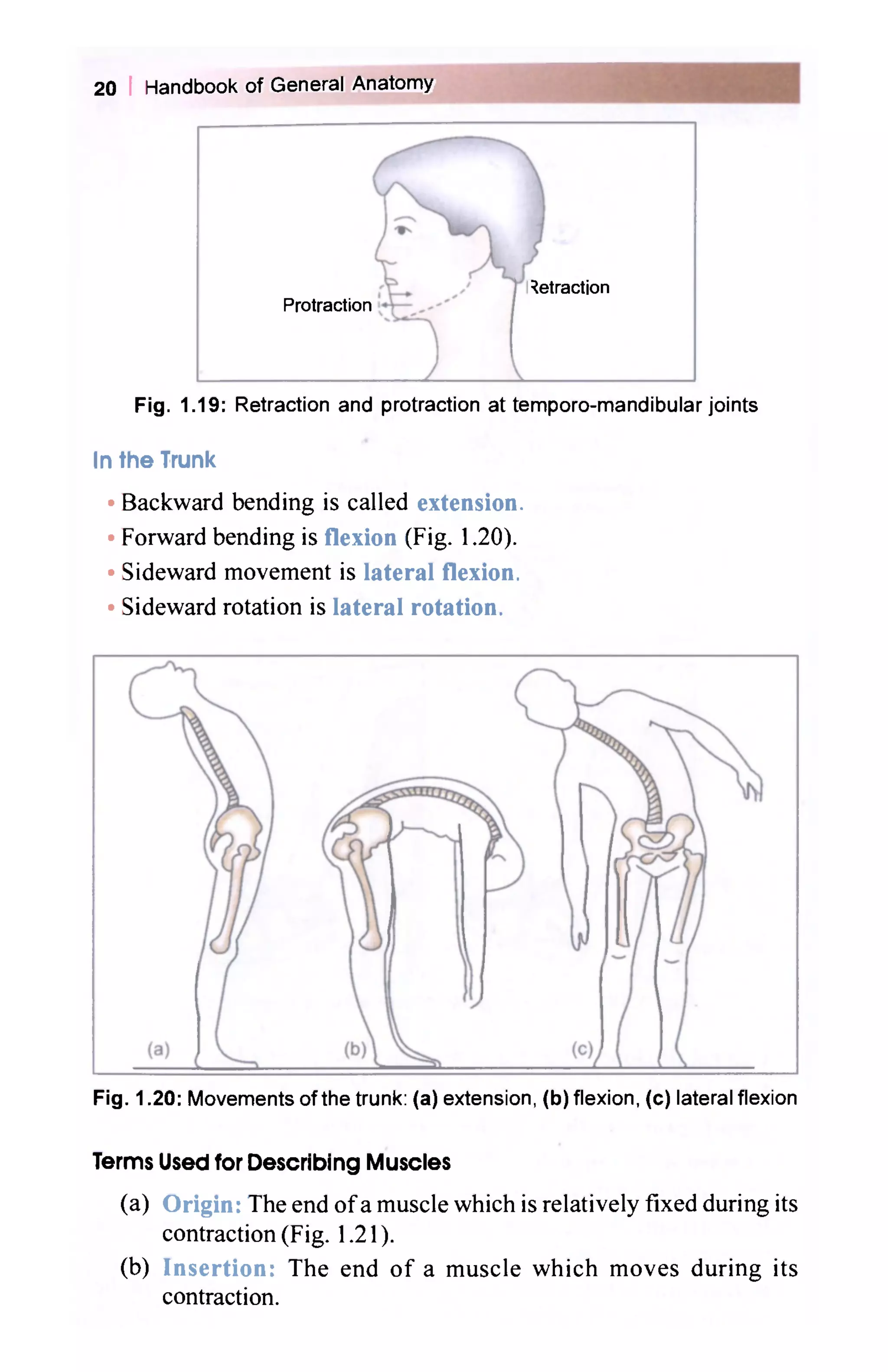 General anatomy | PDF
