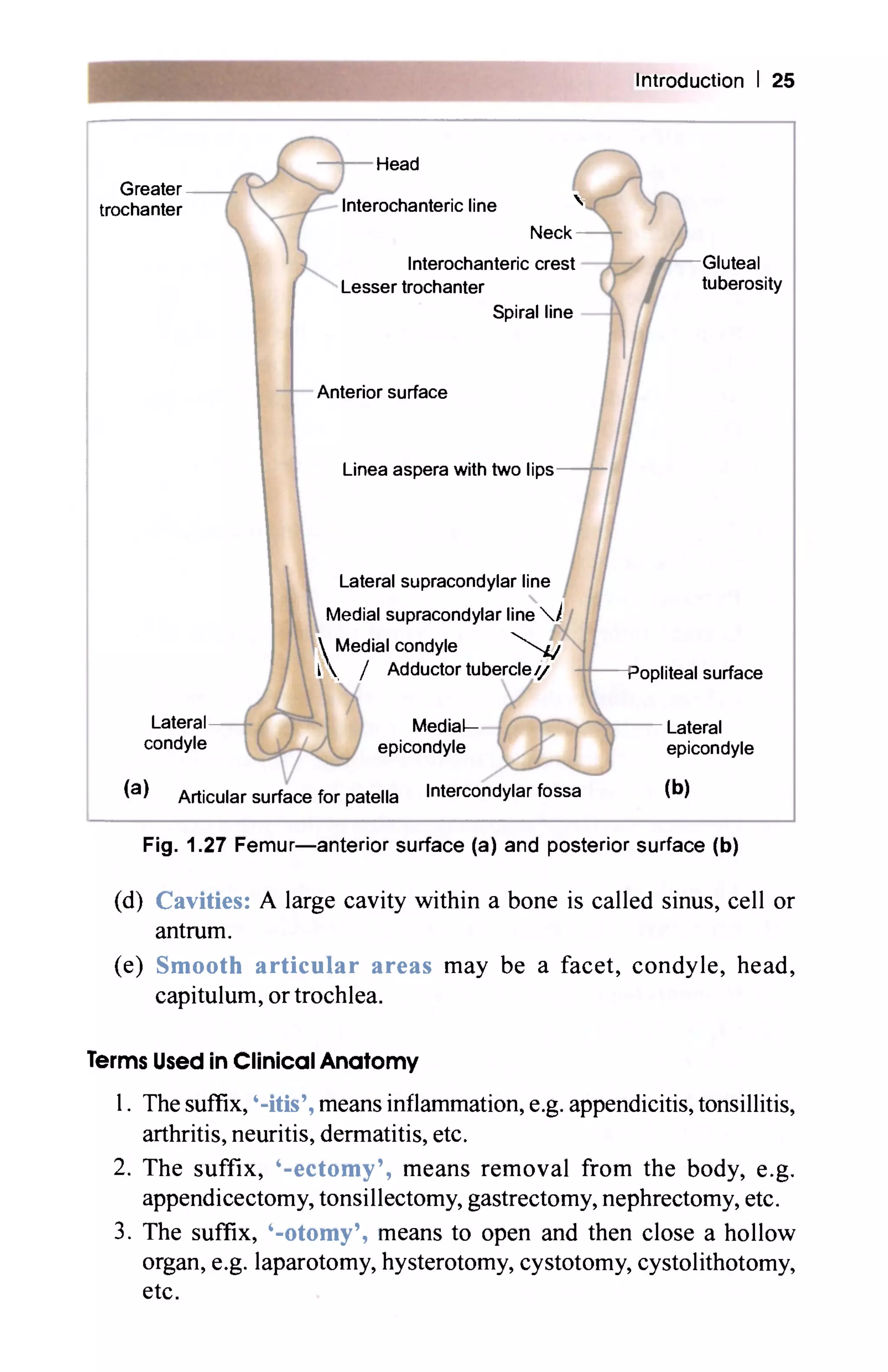 General anatomy | PDF