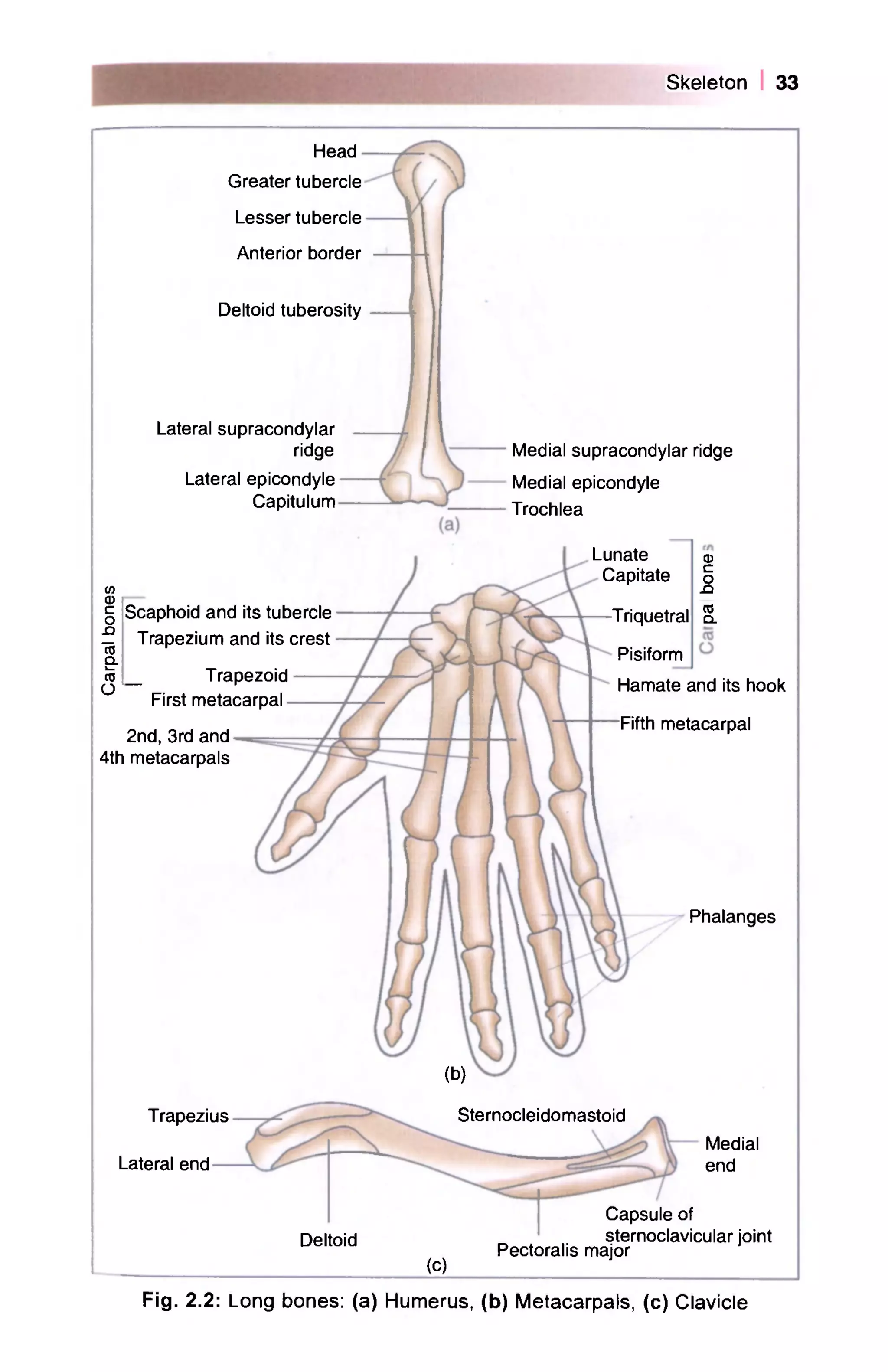 General anatomy | PDF