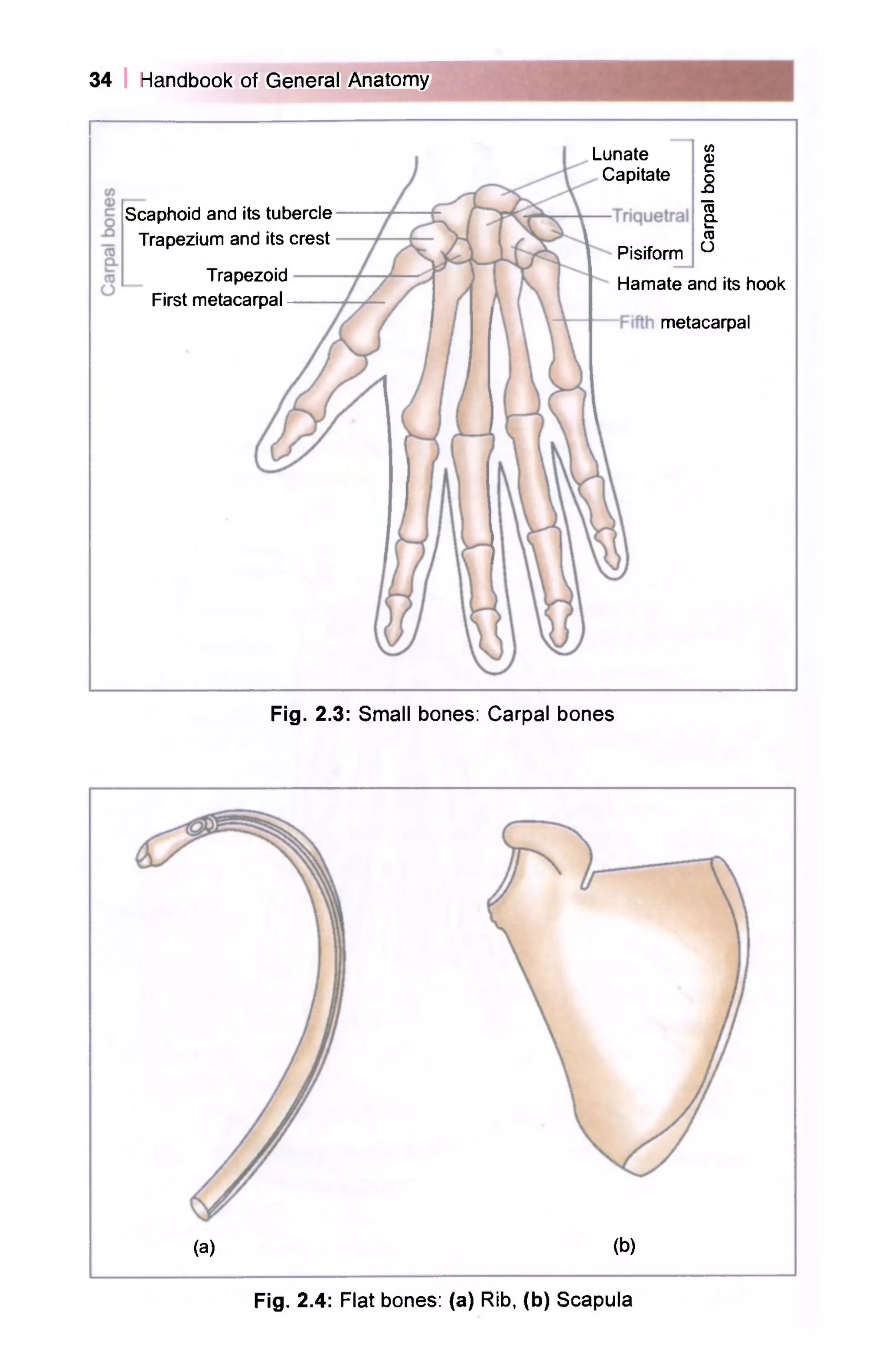 General anatomy | PDF
