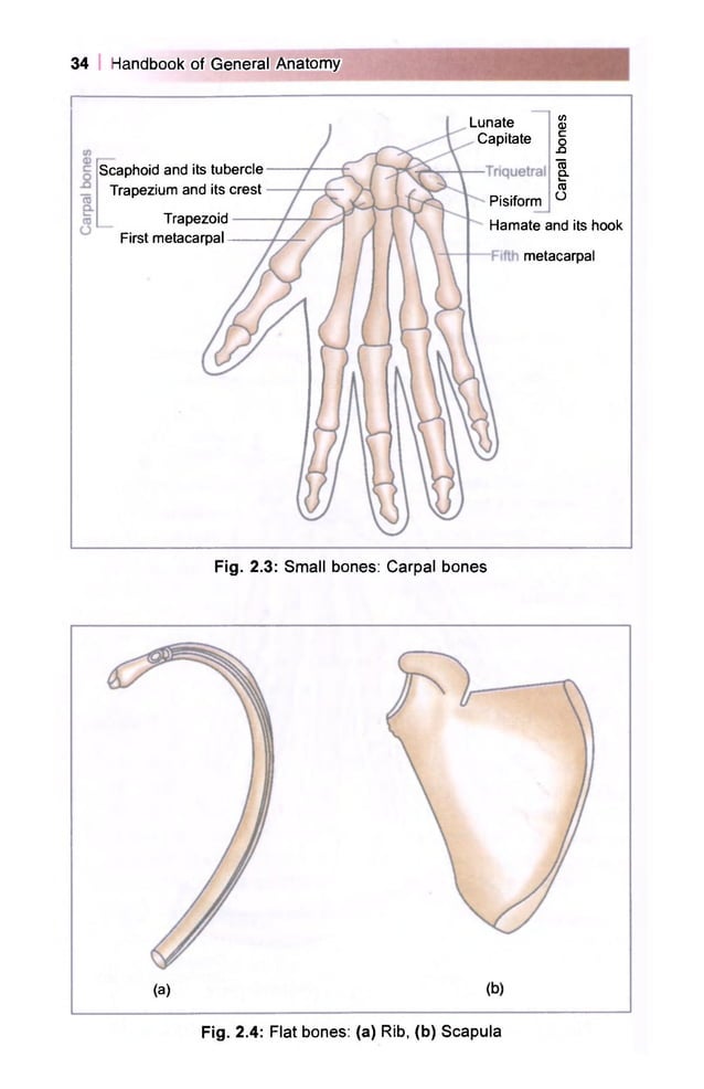 General anatomy | PDF