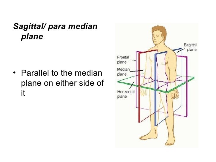 General anatomy 17 01-2011
