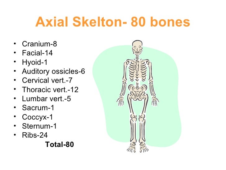 General anatomy 17 01-2011