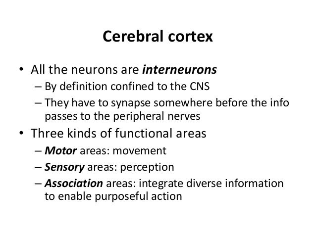 Interneuron Definition Oxytocin Modulates Female Sociosexual Behavior ...